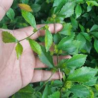 Jual Pagar Tanaman Hidup Terbaik - Harga Murah Juni 2024 & Cicil 0%