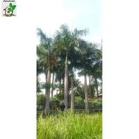 Jual Pohon Palem Raja Terbaik - Harga Murah Juni 2024 & Cicil 0%