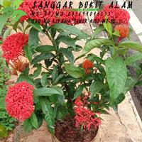 Jual Bunga Asoka Terbaik - Harga Murah April 2025 & Cicil 0%