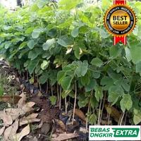 Jual Bibit Trembesi Terbaik - Harga Murah Mei 2024 & Cicil 0%