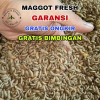 Jual Maggot Hidup Murah - Harga Terbaru 2025