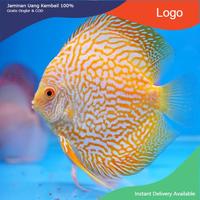 Jual Ikan Discus Satuan dan Paketan Harga Termurah Februari 2025