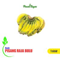 Jual Pisang Raja Bulu Terdekat - Harga Murah & Grosir April 2024