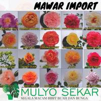 Jual Bunga Hidup Terlengkap - Harga Murah & Grosir Februari 2025