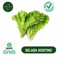 Jual Selada Bokor Terdekat - Harga Murah & Grosir Oktober 2025