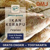 Ikan Kerapu Segar Harga Termurah - Kualitas Terbaik
