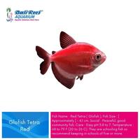 Jual Ikan Glofish Satuan dan Paketan Harga Termurah Maret 2024