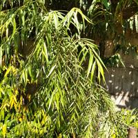 Jual Pohon Liang Liu Terbaik - Harga Murah Mei 2024 & Cicil 0%