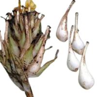 Jual Buah Marasi Terdekat - Harga Murah & Grosir Desember 2022
