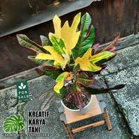 Jual Pohon Puring Terbaik - Harga Murah Maret 2025 & Cicil 0%
