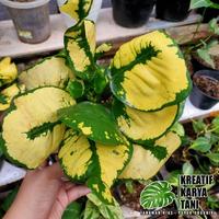 Jual Pohon Puring Terbaik - Harga Murah Maret 2025 & Cicil 0%