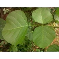 Jual Daun Dadap Serep Murah & Terbaik - Harga Terbaru Mei 2024