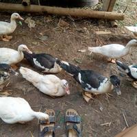 Bebek Entok Terbaik & Terbaru Februari 2024 - Harga Murah