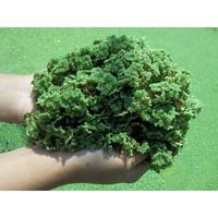 Jual Azolla 1kg Murah - Harga Terbaru 2024