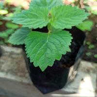 Jual Pohon Daun Matcho Terbaik - Harga Murah Mei 2024 & Cicil 0%