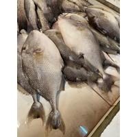 Jual Ikan Etong Terdekat - Harga Murah & Grosir April 2024