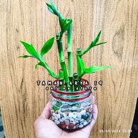 Jual Bambu Batangan Terbaik - Harga Murah Mei 2024 & Cicil 0%