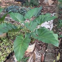 Jual Philo Marble Terbaik - Harga Murah April 2024 & Cicil 0%