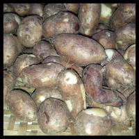 Gembili Harga Termurah - Pilihan Favorit