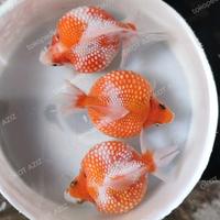 Jual Ikan Mas Koki Mutiara Terlengkap & Terbaik - Harga Murah Mei 2024