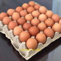 Jual Krat Telur Terdekat - Harga Murah & Grosir Juni 2024