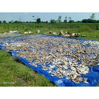 Jual Ikan Rucah Terdekat - Harga Murah & Grosir Juni 2024