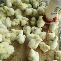 Jual Doc Ayam Broiler Terdekat - Harga Murah & Grosir Juni 2024