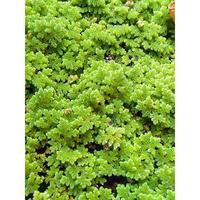 Jual Azolla Terlengkap & Terbaik - Harga Murah Mei 2025