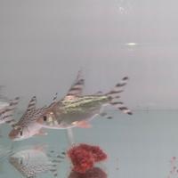 Jual Ikan Red Feifeng Terlengkap & Terbaik - Harga Murah Mei 2024