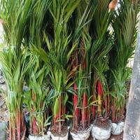 Jual Pohon Palem Merah Terbaik - Harga Murah Mei 2024 & Cicil 0%