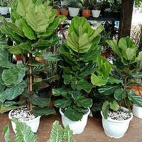 Jual Pohon Biola Cantik Terbaik - Harga Murah Mei 2024 & Cicil 0%