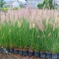 Jual Tanaman Ekor Kuda Terbaik - Harga Murah Juni 2024 & Cicil 0%