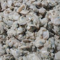 Jual Kerang Remis Terdekat - Harga Murah & Grosir Mei 2024