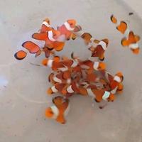 Jual Ikan Nemo Air Tawar Terlengkap & Terbaik - Harga Murah Juni 2024