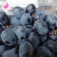 Jual Anggur Black Autumn Terdekat - Harga Murah & Grosir Mei 2024