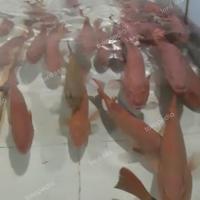 Jual Ikan Kerapu Hidup Terdekat - Harga Murah & Grosir Juni 2024