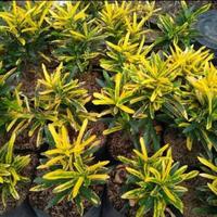 Jual Pohon Puring Terbaik - Harga Murah Maret 2025 & Cicil 0%