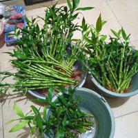 Jual Bambu Batangan Terbaik - Harga Murah November 2024 & Cicil 0%