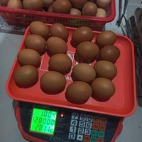 Jual Telor 1 Kg Terdekat - Harga Murah & Grosir Desember 2024