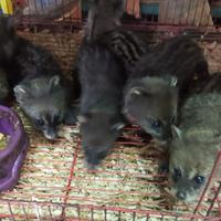 Jual Musang Rase Baby Terlengkap & Terbaik - Harga Murah Mei 2024