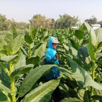 Jual Bibit Tembakau Terbaik - Harga Murah Maret 2024 & Cicil 0%