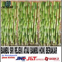 Jual Bambu Batangan Terbaik - Harga Murah November 2024 & Cicil 0%