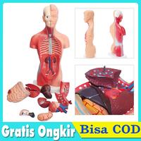 Jual Torso Manusia Murah - Harga Terbaru Mei 2024