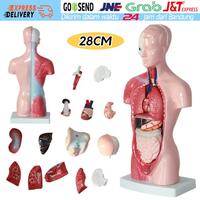 Jual Torso Manusia Murah - Harga Terbaru Oktober 2025