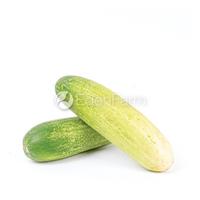 Jual Timun 1kg Murah - Harga Terbaru 2024