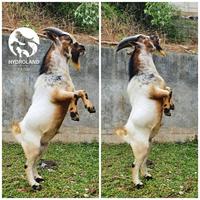 Jual Kambing Pygmy Murah - Harga Terbaru Juni 2024