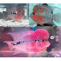Jual Ikan Lohan Terlengkap & Terbaik - Harga Murah Juli 2025