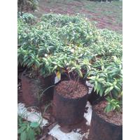 Jual Rombusa Mini Terdekat - Harga Murah & Grosir Maret 2024