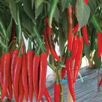 Jual Cabe Besar Terdekat - Harga Murah & Grosir Januari 2023