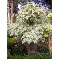 Jual Bonsai Randu Terbaik - Harga Murah Desember 2022 & Cicil 0%